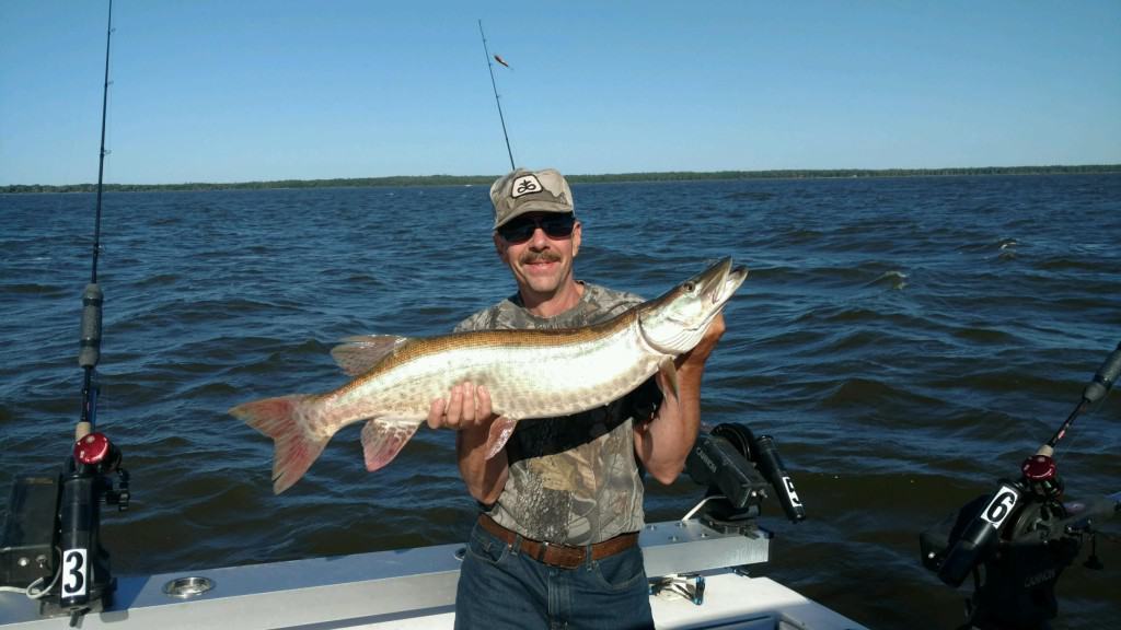 41 inch Muskie caught by Mike Westerberg while targetting walleyes ...