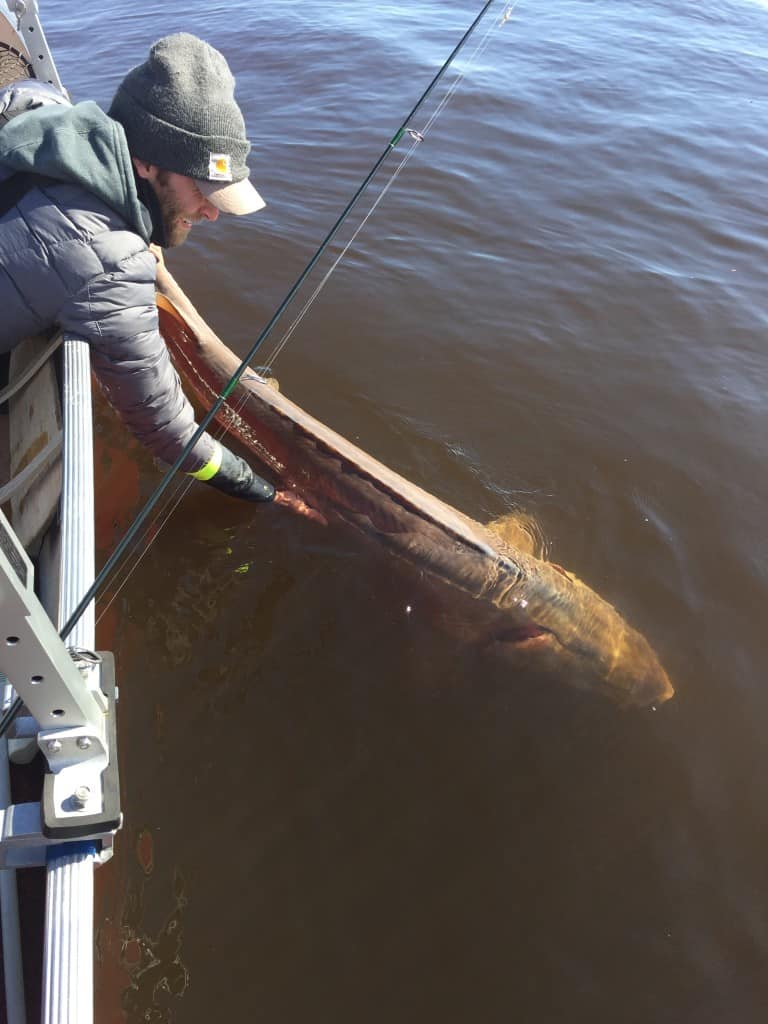 Record Breaking Catch & Release Sturgeon